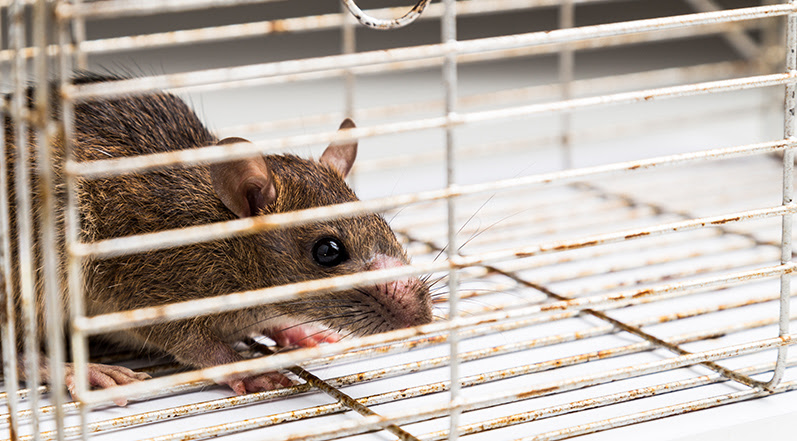 Problems with Roof Rats in Florida: How to Solve Them