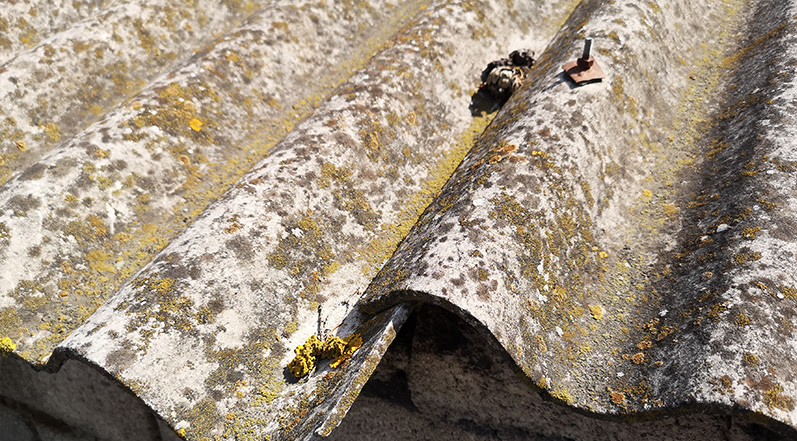 The Dangers of Roof Mold: A Comprehensive Removal Guide