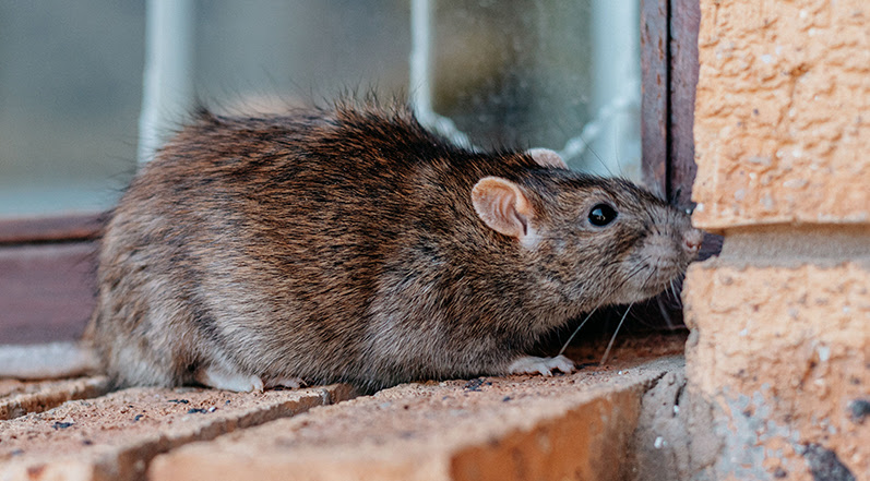 Problems with Roof Rats in Florida: How to Solve Them