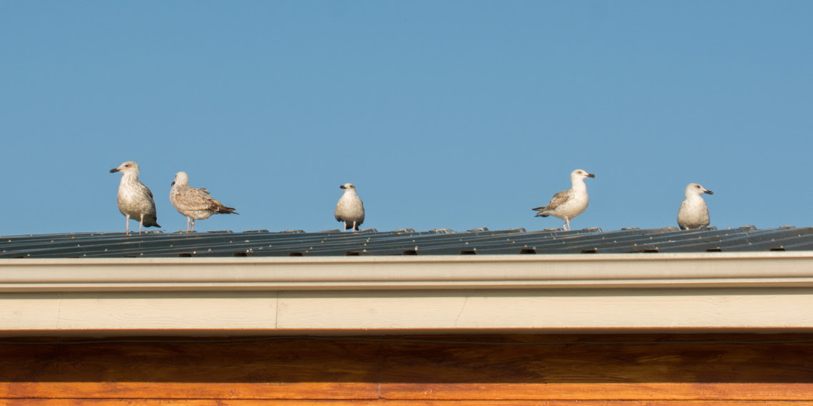 Birds on Your Roof: Damage, Removal, Prevention & More