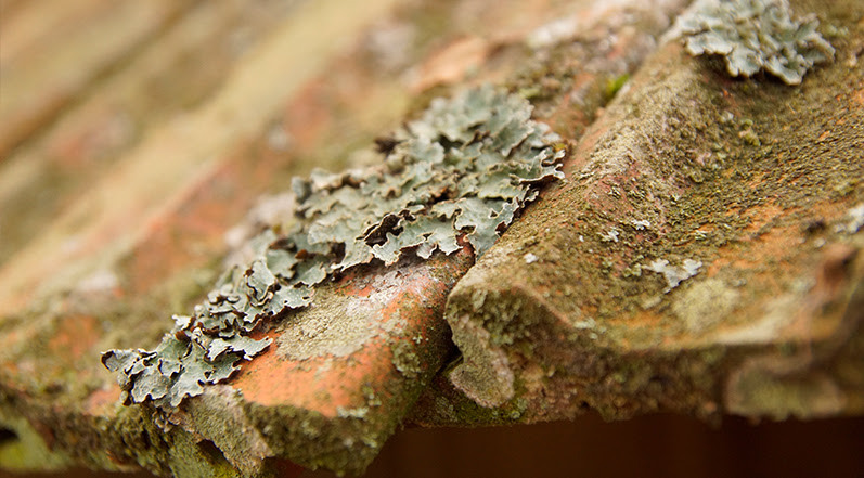 Roof Moss vs. Fungus vs. Mold vs. Lichen: What's The Difference?