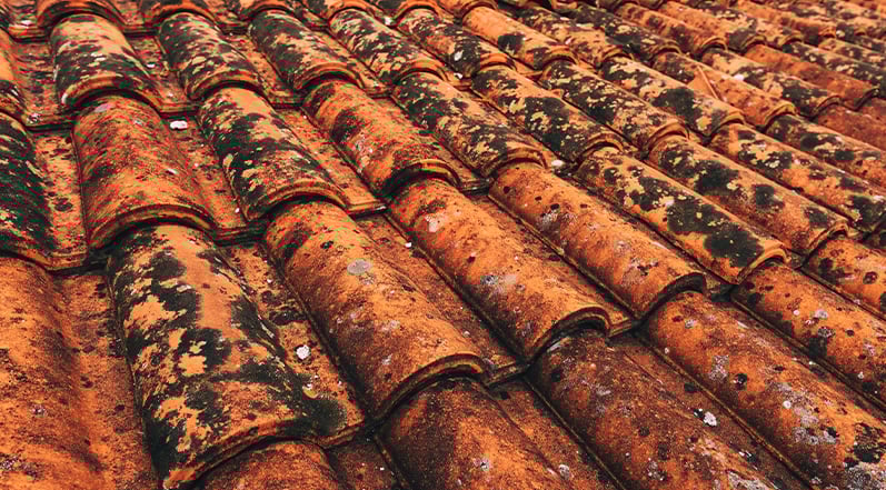 The Dangers of Roof Mold: A Comprehensive Removal Guide