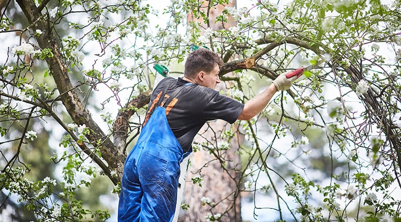 Roof Damage from Trees: Prevention, Repairs, and Maintenance