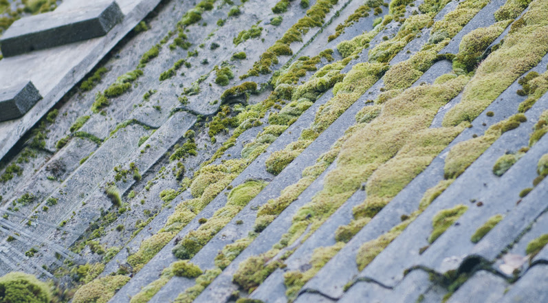 Roof Moss vs. Fungus vs. Mold vs. Lichen: What's The Difference?